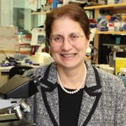 Rita Kandel | About | University of Toronto